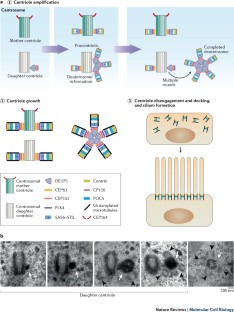 The development and functions of multiciliated epithelia | Nature ...