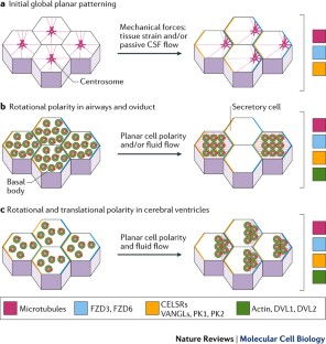 The development and functions of multiciliated epithelia | Nature ...