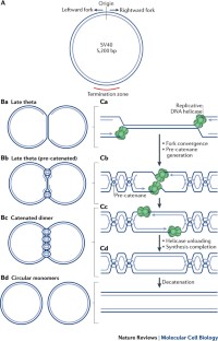 Mechanisms of DNA replication termination | Nature Reviews Molecular ...