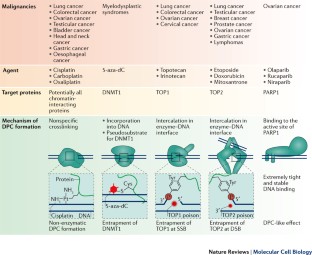 Mechanisms of DNA–protein crosslink repair | Nature Reviews Molecular ...