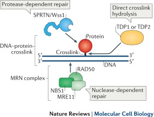 Mechanisms of DNA–protein crosslink repair | Nature Reviews Molecular ...