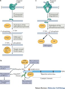 Mechanisms of DNA–protein crosslink repair | Nature Reviews Molecular ...