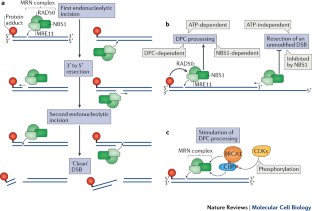 Mechanisms of DNA–protein crosslink repair | Nature Reviews Molecular ...