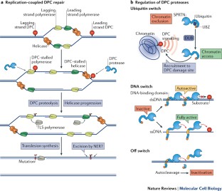 Mechanisms of DNA–protein crosslink repair | Nature Reviews Molecular ...