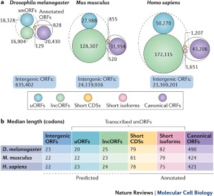Classification and function of small open reading frames | Nature ...