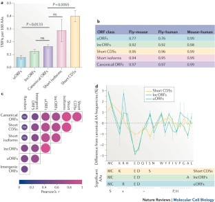 Classification and function of small open reading frames | Nature Reviews Molecular Cell Biology