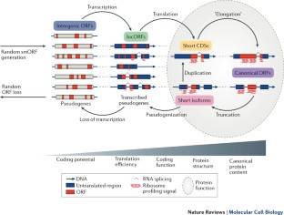 Classification and function of small open reading frames | Nature Reviews Molecular Cell Biology