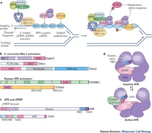 The essential kinase ATR: ensuring faithful duplication of a ...