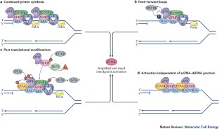 The essential kinase ATR: ensuring faithful duplication of a ...