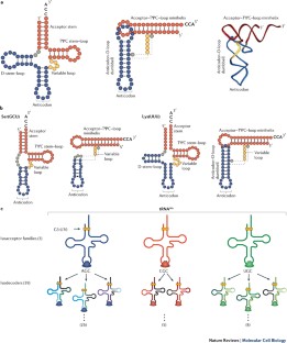 The emerging complexity of the tRNA world: mammalian tRNAs beyond ...