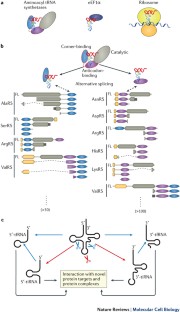 The emerging complexity of the tRNA world: mammalian tRNAs beyond ...