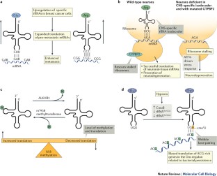 The emerging complexity of the tRNA world: mammalian tRNAs beyond ...