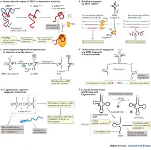 The emerging complexity of the tRNA world: mammalian tRNAs beyond ...