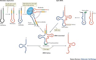 The emerging complexity of the tRNA world: mammalian tRNAs beyond ...