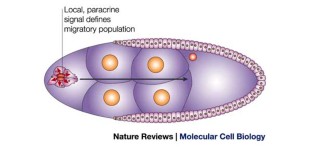 Border-cell migration: the race is on | Nature Reviews Molecular Cell ...
