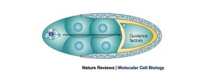 Border-cell migration: the race is on | Nature Reviews Molecular Cell ...