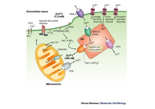 Regulation of cell death: the calcium–apoptosis link | Nature Reviews ...