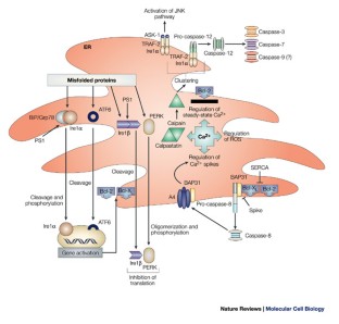 Regulation of cell death: the calcium–apoptosis link | Nature Reviews ...