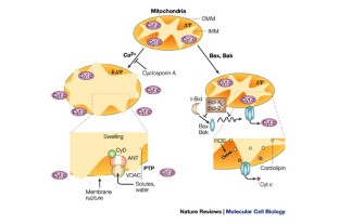 Regulation of cell death: the calcium–apoptosis link | Nature Reviews ...