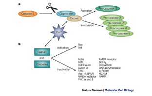 Regulation of cell death: the calcium–apoptosis link | Nature Reviews ...