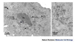 Nuclear speckles: a model for nuclear organelles | Nature Reviews ...