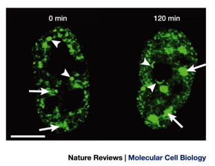 Nuclear speckles: a model for nuclear organelles | Nature Reviews ...