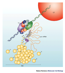Nuclear speckles: a model for nuclear organelles | Nature Reviews ...