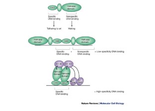 Initiation of DNA replication: lessons from viral initiator proteins | Nature Reviews Molecular ...