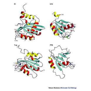 Initiation of DNA replication: lessons from viral initiator proteins | Nature Reviews Molecular ...