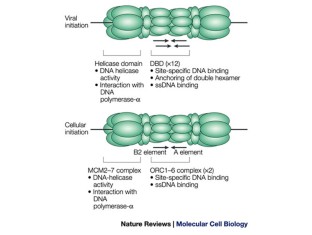 Initiation of DNA replication: lessons from viral initiator proteins ...