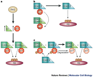 RAS and RHO GTPases in G1-phase cell-cycle regulation | Nature Reviews ...