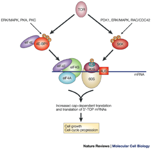 RAS and RHO GTPases in G1-phase cell-cycle regulation | Nature Reviews ...