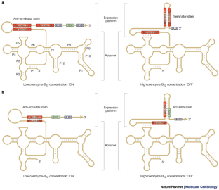 Gene regulation by riboswitches | Nature Reviews Molecular Cell Biology