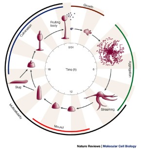 Insights into morphogenesis from a simple developmental system | Nature ...