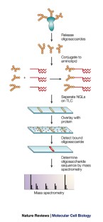 Oligosaccharide microarrays to decipher the glyco code | Nature Reviews ...