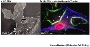 Foot and mouth: podosomes, invadopodia and circular dorsal ruffles ...