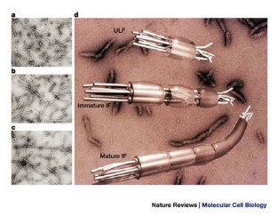 Intermediate filaments mediate cytoskeletal crosstalk | Nature Reviews ...