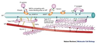 Intermediate filaments mediate cytoskeletal crosstalk | Nature Reviews ...