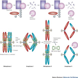 Meiosis: cell-cycle controls shuffle and deal | Nature Reviews ...
