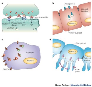 Regulated exocytosis: new organelles for non-secretory purposes ...