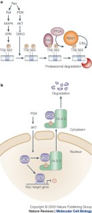 Transcriptional regulation and transformation by Myc proteins | Nature ...
