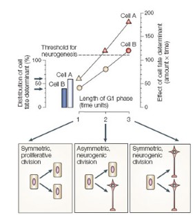 The cell biology of neurogenesis | Nature Reviews Molecular Cell Biology