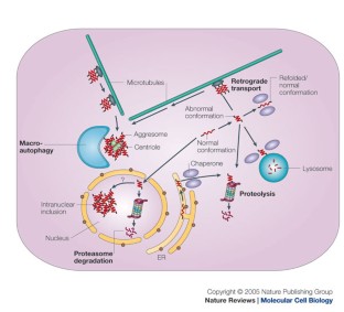 What is the role of protein aggregation in neurodegeneration? | Nature ...