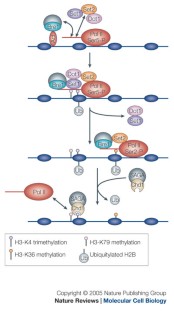The diverse functions of histone lysine methylation | Nature Reviews ...
