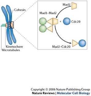 The anaphase promoting complex/cyclosome: a machine designed to destroy ...