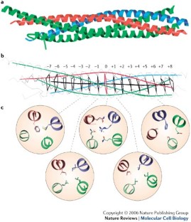SNAREs — engines for membrane fusion | Nature Reviews Molecular Cell ...