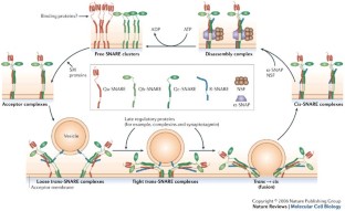 SNAREs — engines for membrane fusion | Nature Reviews Molecular Cell ...