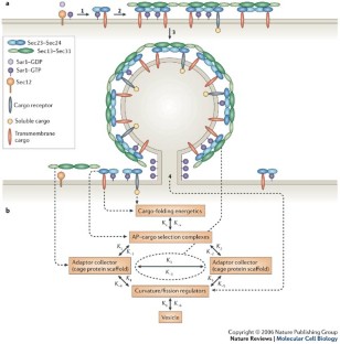 The COPII cage: unifying principles of vesicle coat assembly | Nature ...
