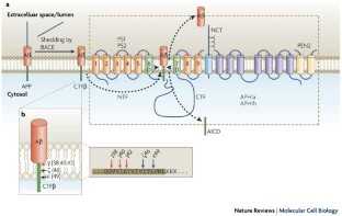 Soluble protein oligomers in neurodegeneration: lessons from the ...