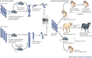 Insights into prion strains and neurotoxicity | Nature Reviews ...